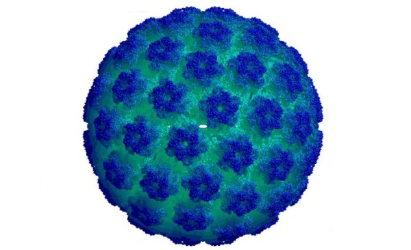 Se confirma la relación del virus del papiloma humano con el cáncer de ...